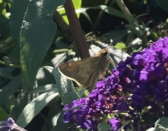 Huron Sachem from Olbrich Botanical Gardens, Madison, WI, US on ...