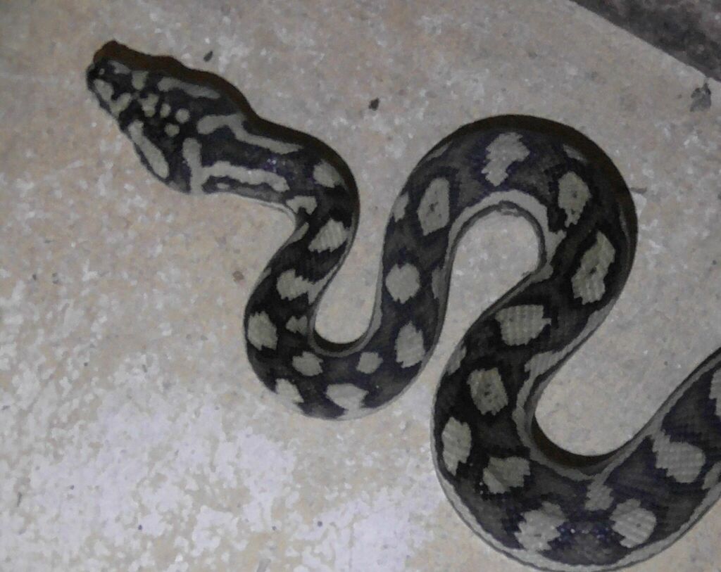 Coastal Carpet Python from Watsonville QLD 4887, Australia on November ...