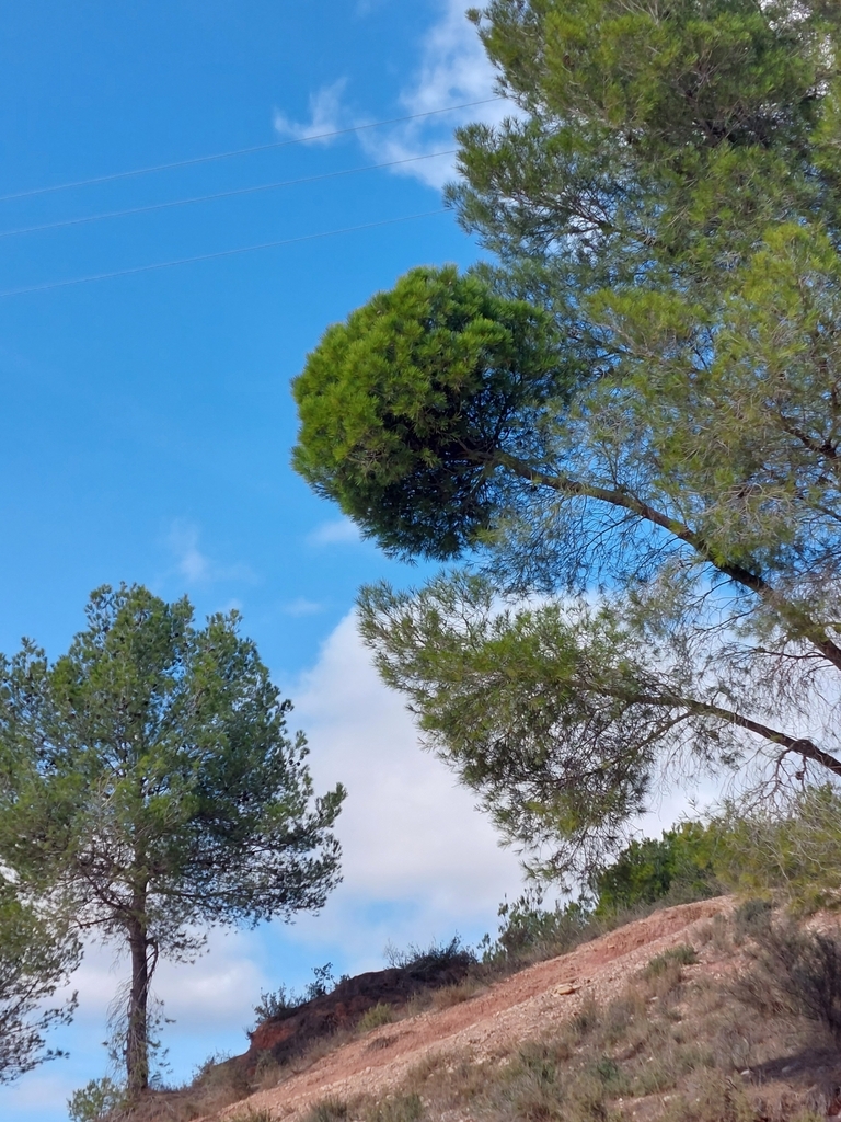 Pine Witches' Broom Phytoplasma from 08250 Sant Joan de Vilatorrada ...
