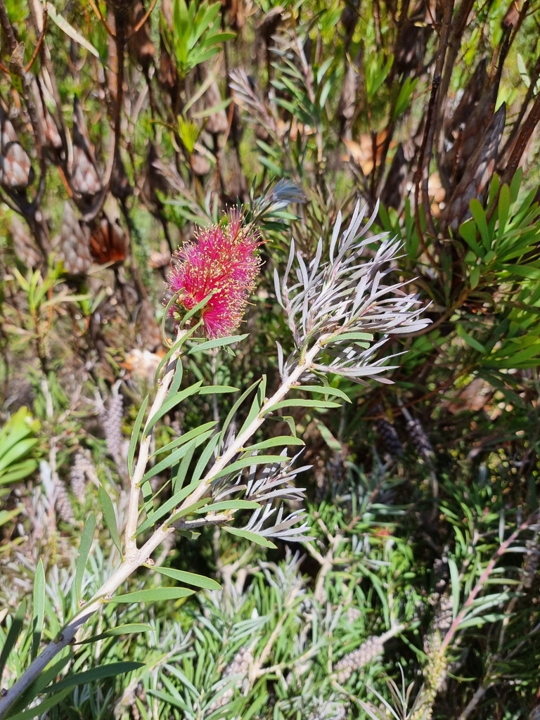 Melaleuca rugulosa from Table Mountain (Nature Reserve), Cape Town ...