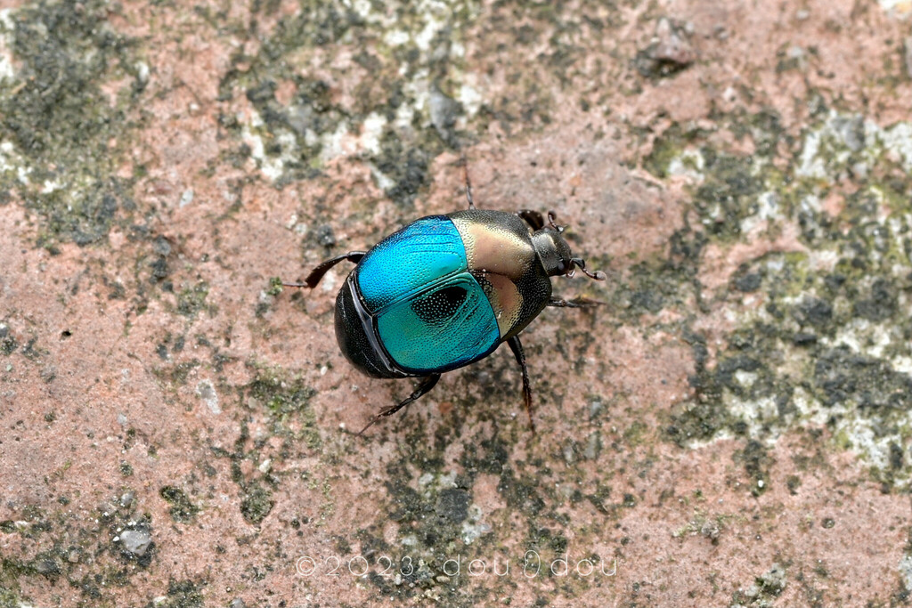 Saprinus splendens from 中国贵州省黔南布依族苗族自治州荔波县茂兰镇 on July 30, 2023 at 09:05 ...