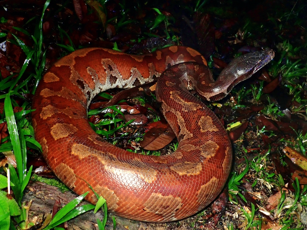 Malaysian Blood Python from 2GXH+WR, 06700 Pendang, Kedah, Malaysia on ...