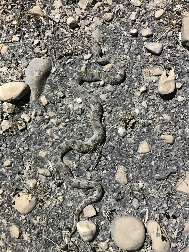 Diadem Snake from Dhofar, , Dhofar, OM on April 27, 2017 at 11:10 AM by ...