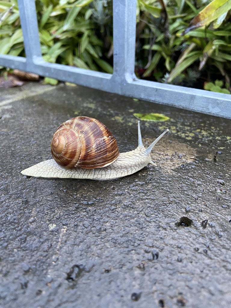 Roman Snail from Friedrich-Ebert-Straße, Stuttgart, Baden-Württemberg ...