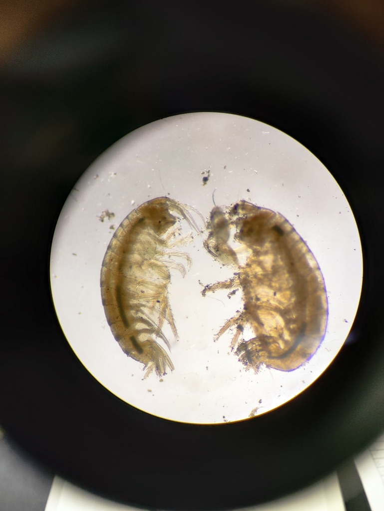 Hyalellidae from México on November 10, 2023 at 05:02 PM by Damián ...