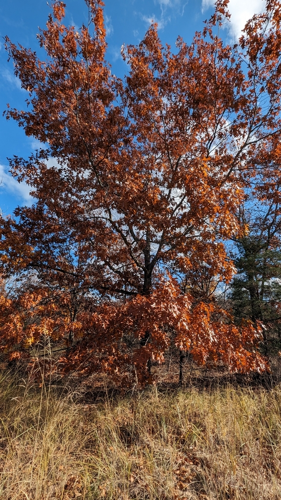 northern pin oak from Michigan City, IN, USA on November 11, 2023 at 11 ...