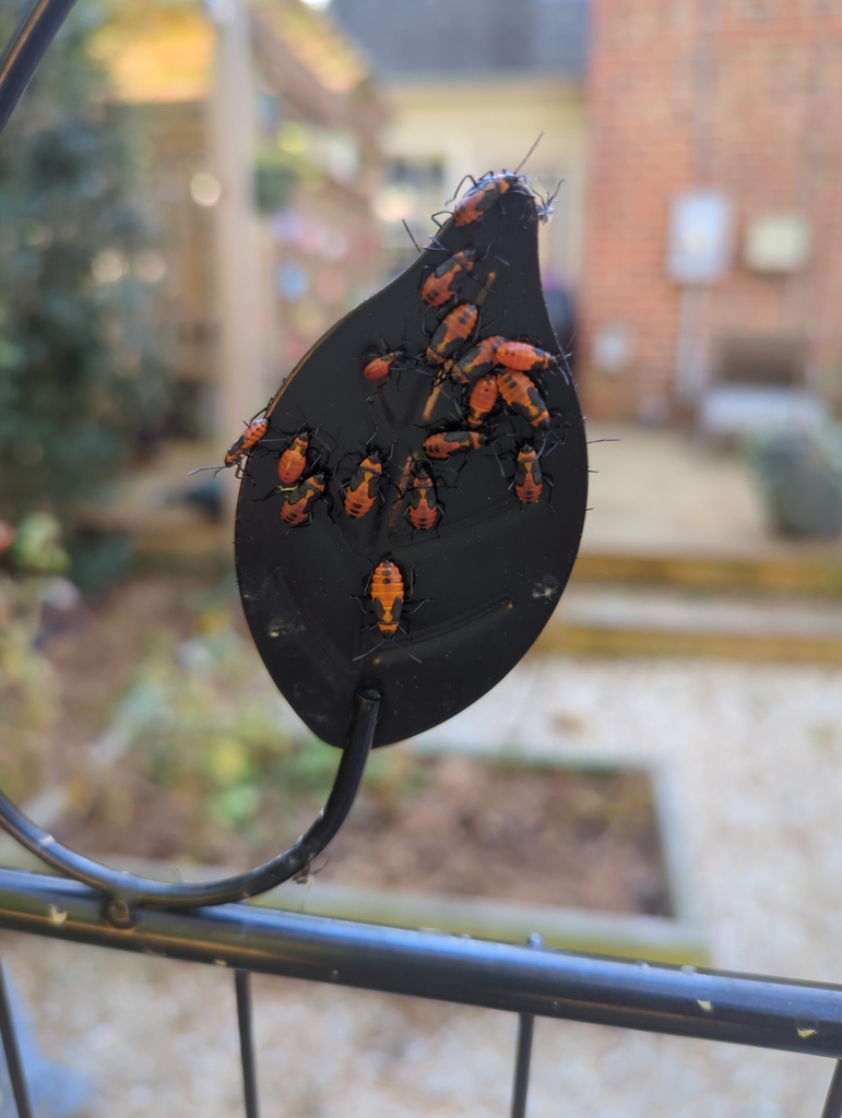 Large Milkweed Bug from Forest Hill, Richmond, VA, USA on November 11 ...