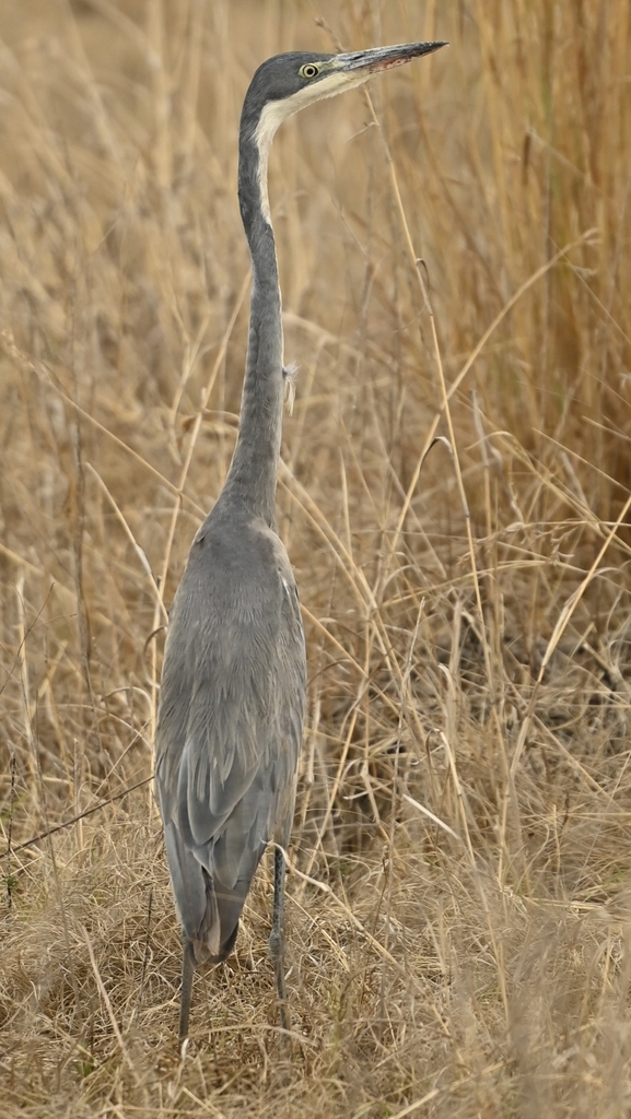Black-headed Heron from Emnambithi/Ladysmith Municipality, South Africa ...