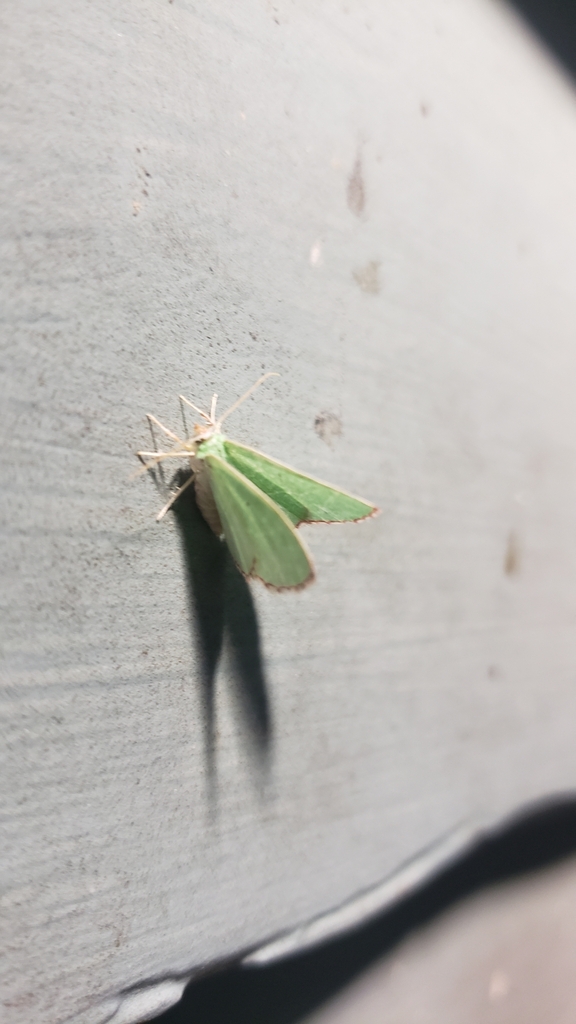 Emerald Moths from East of Broadway, Little Rock, AR, USA on July 19 ...