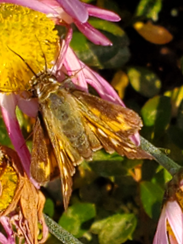 Sachems and Allies from Newark, DE 19711, USA on November 11, 2023 at ...
