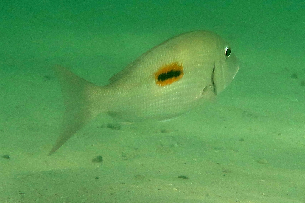 Thumbprint Emperor from Marsa Shagra Halaib W Shalatin، 22km North ...