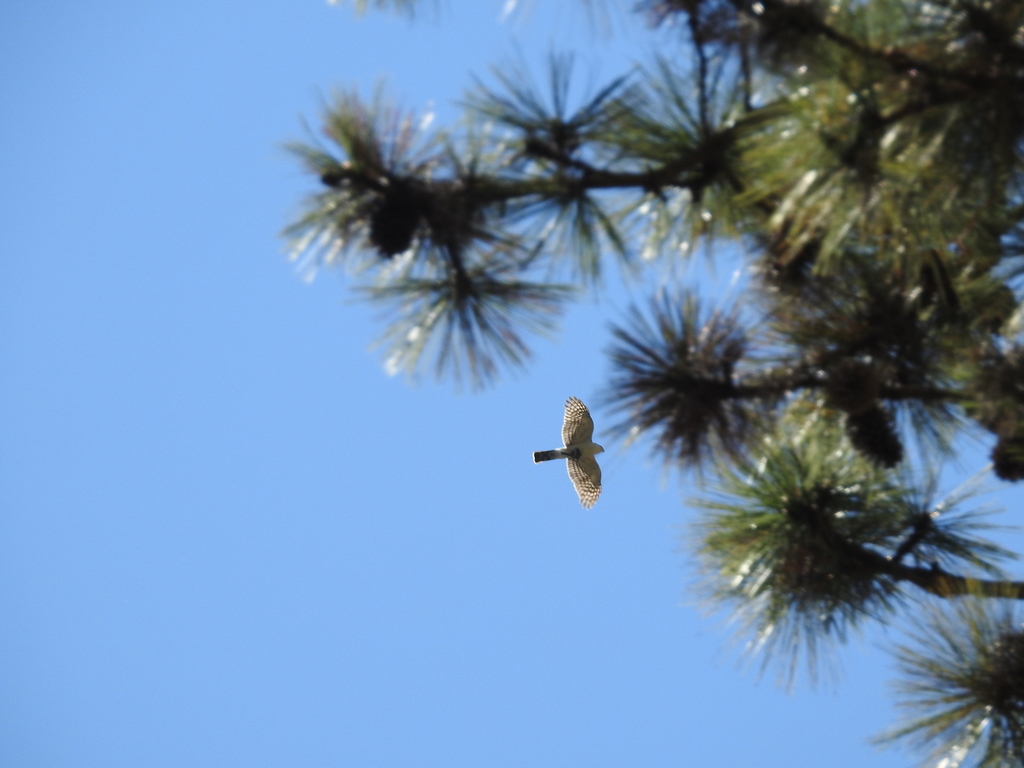 White-breasted Hawk from Rancho Nuevo, Chis., México on March 24, 2019 ...