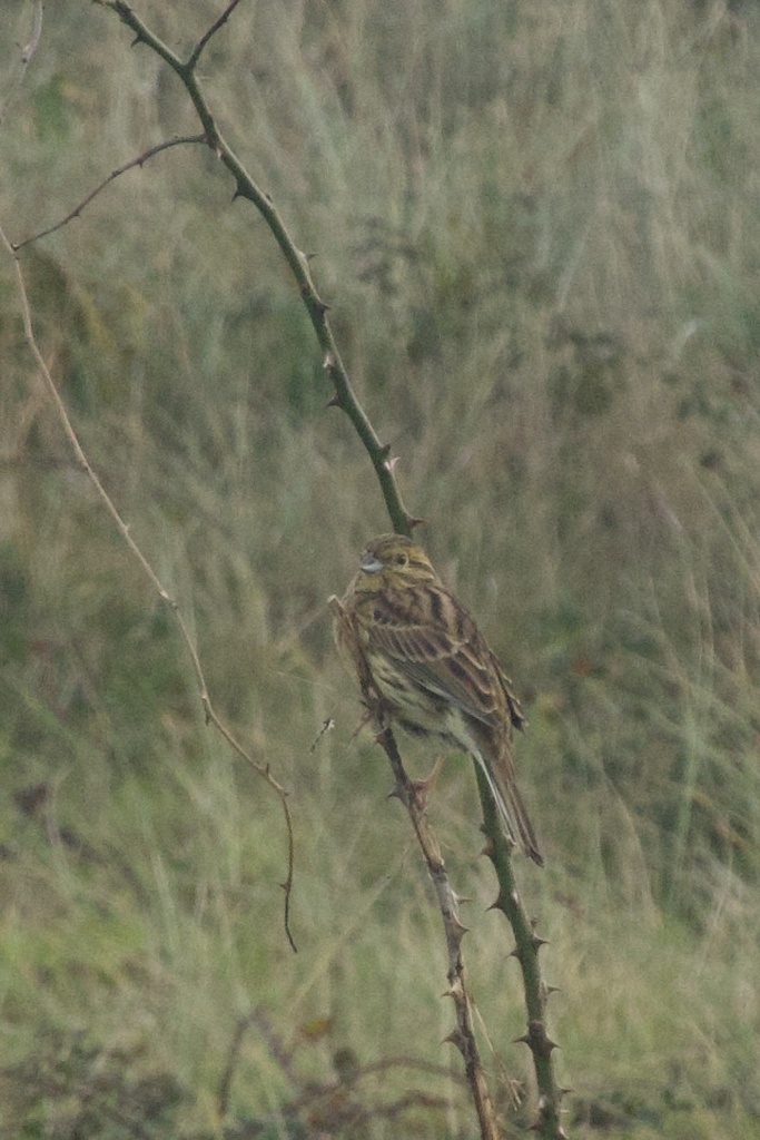 Yellowhammer in November 2023 by King Chan · iNaturalist