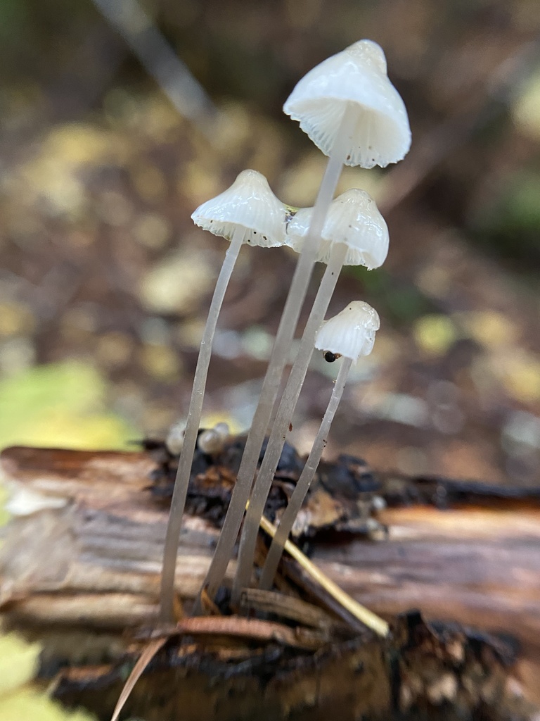 Bonnets in November 2023 by Tiffany Garner · iNaturalist