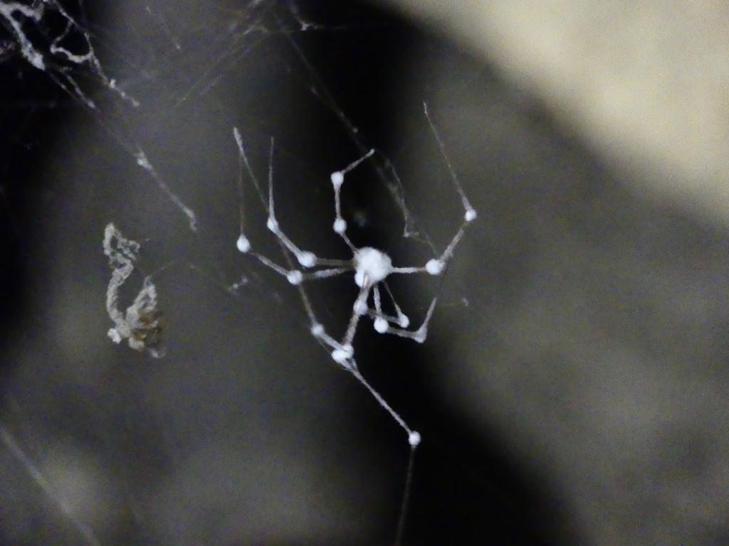 Engyodontium aranearum from Whitley County, KY, USA on November 11 ...