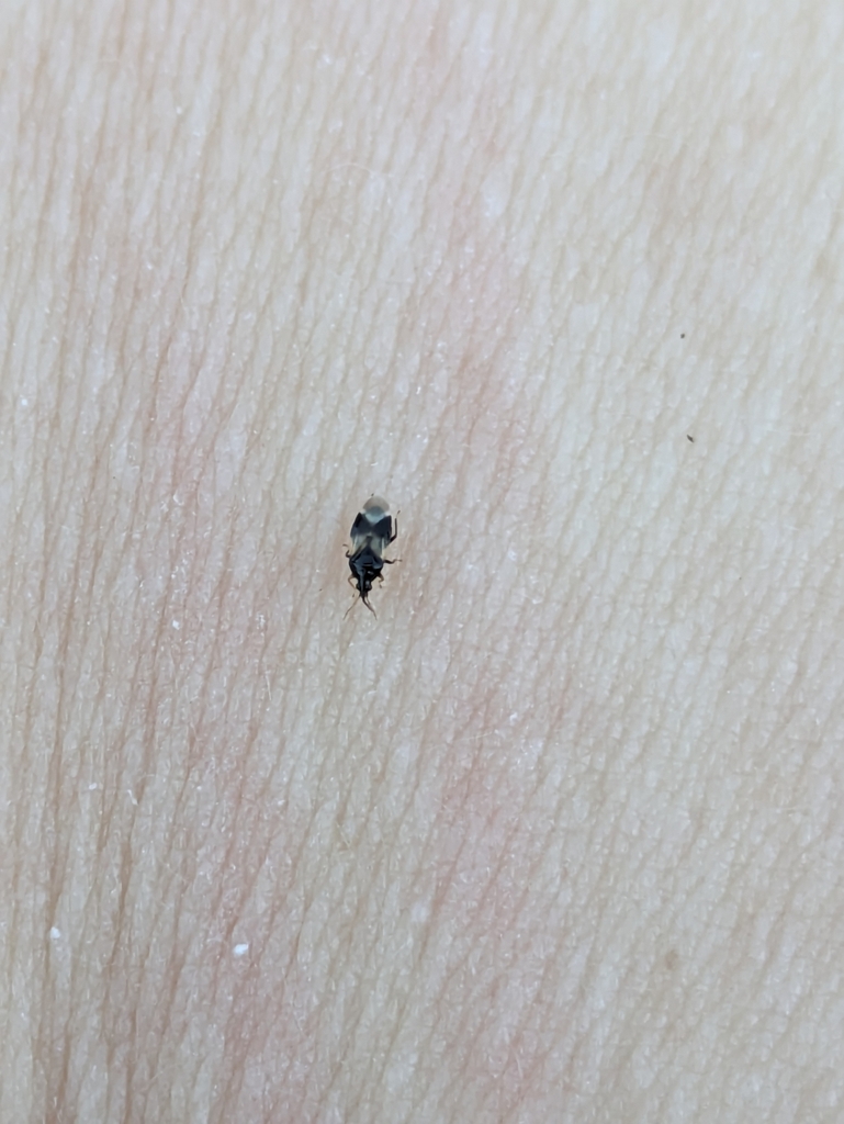 insidious flower bug from Bryant Pattengill East, Ann Arbor, MI, USA on ...