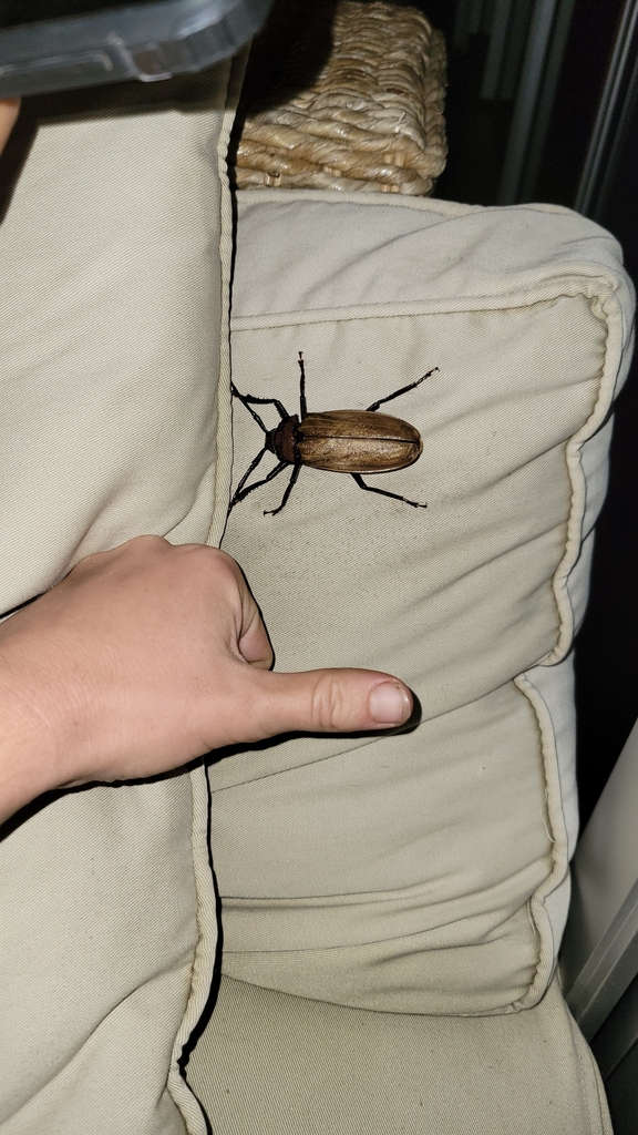 Longhorn Beetles from Valdora QLD 4561, Australia on November 6, 2023 ...