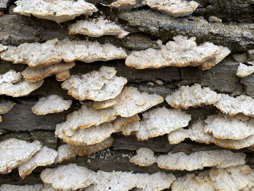 Trametes pubescens from Mono, ON, CA on November 11, 2023 at 03:02 PM ...