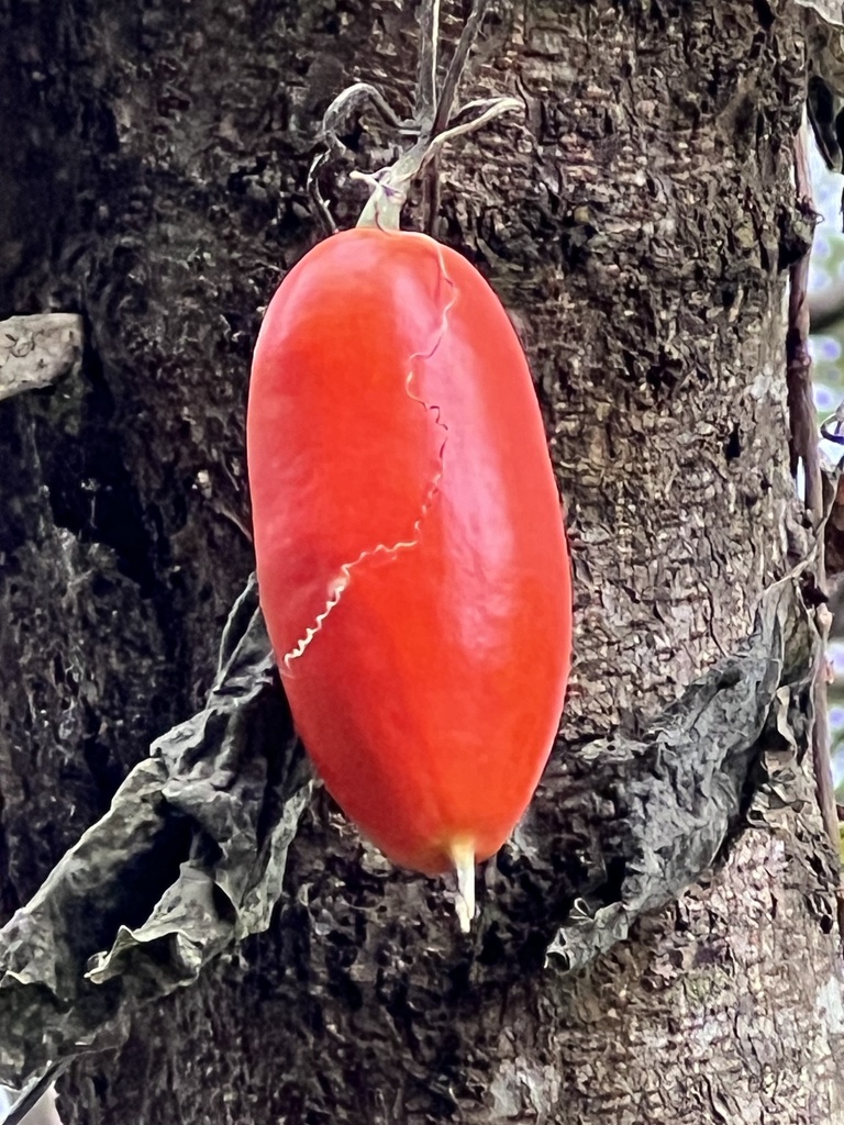 Japanese snake gourd from Tsukuba, JP-IB, JP on November 11, 2023 at 01 ...