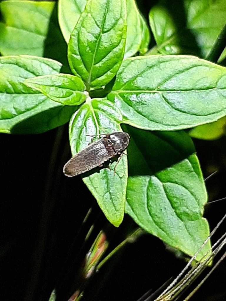 Pasture Wireworm from St Andrews Beach VIC 3941, Australia on November ...