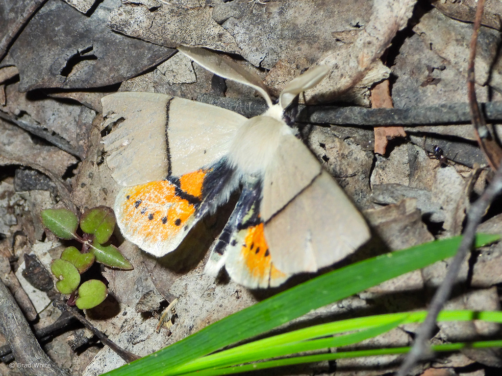 Fallen Bark Looper from Tarago Reservoir, Jindivick, VIC, AU on ...