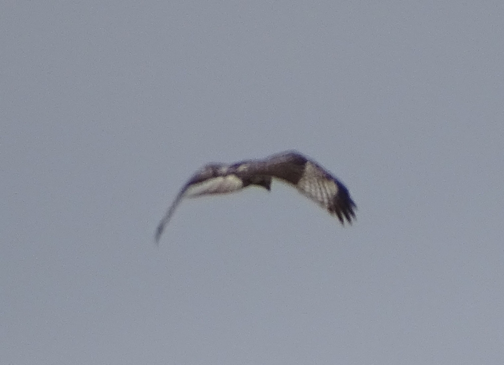 Red-tailed Hawk from Coupland, TX 78615, USA on November 11, 2023 at 11 ...