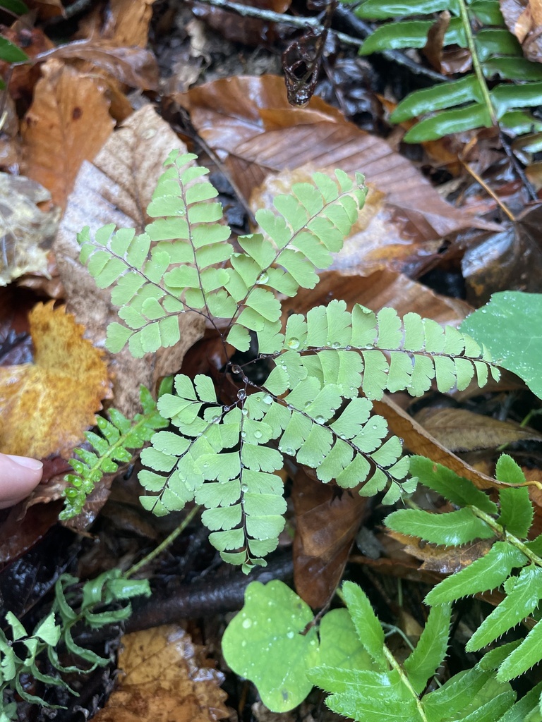 northern maidenhair fern from Tunica, LA, US on November 11, 2023 at 09 ...