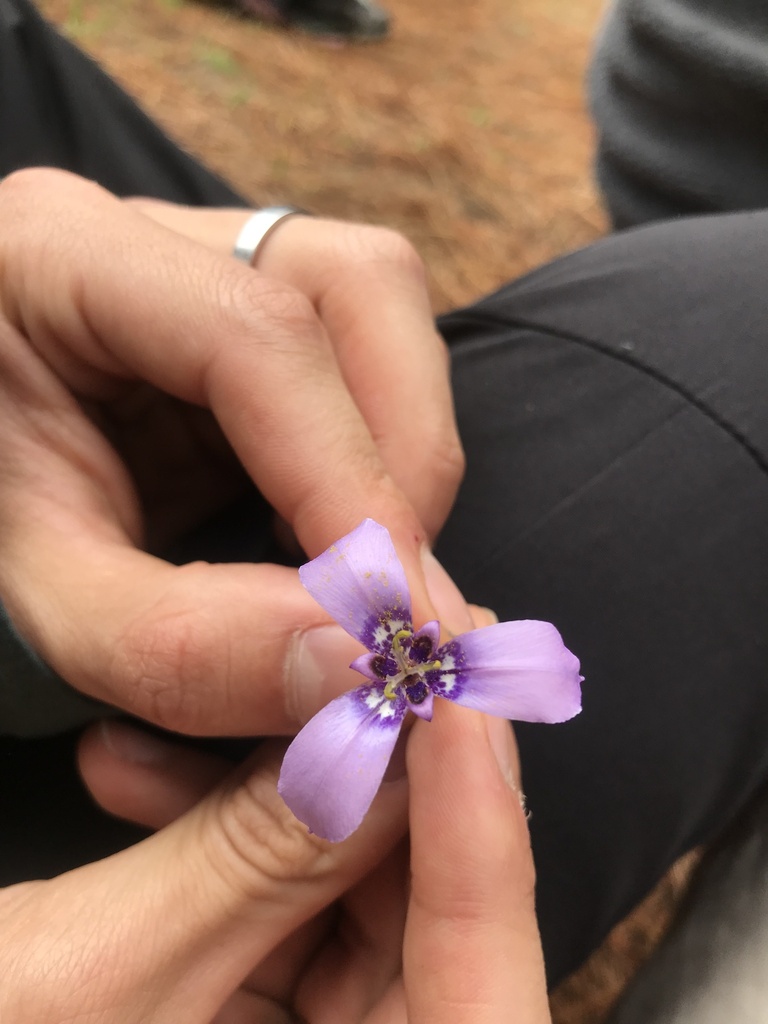 Prairie Nymph from Lilemo peninsula, Hualpén, Biobío Region, CL on ...