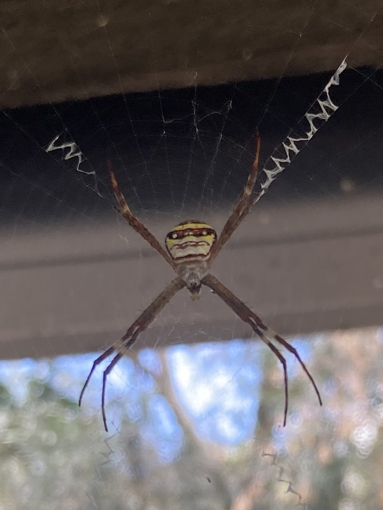 Saint Andrew's Cross Spider from Mountain Rd, Laidley, QLD, AU on ...