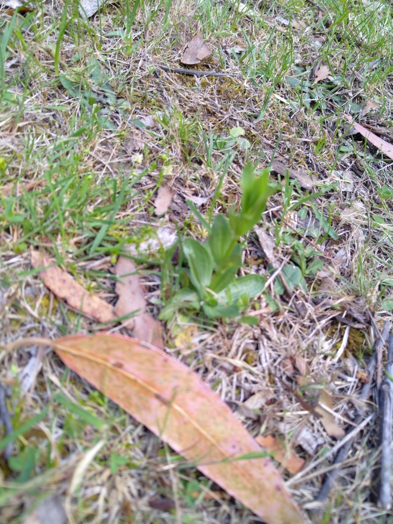 Common centaury from Triabunna TAS 7190, Australia on November 12, 2023 ...