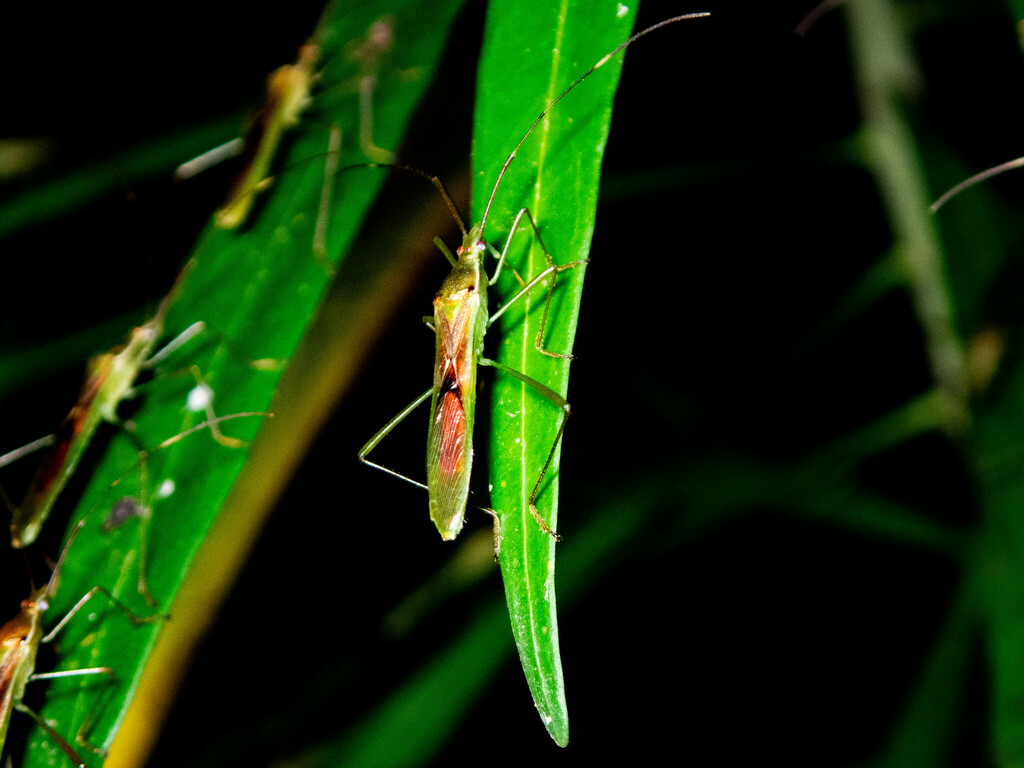 Paddy Bug from Townsville QLD, Australia on November 11, 2023 at 09:58 ...