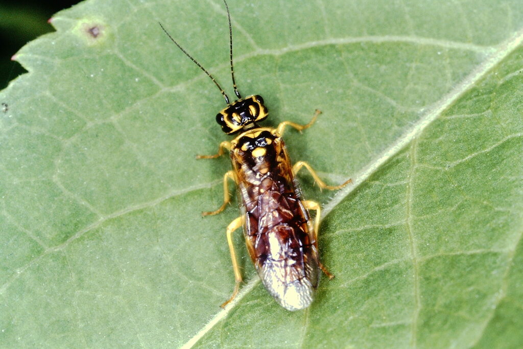 Pamphilius vafer from 대한민국 정선군 함백산 on June 6, 2005 by Taewoo Kim. My ...