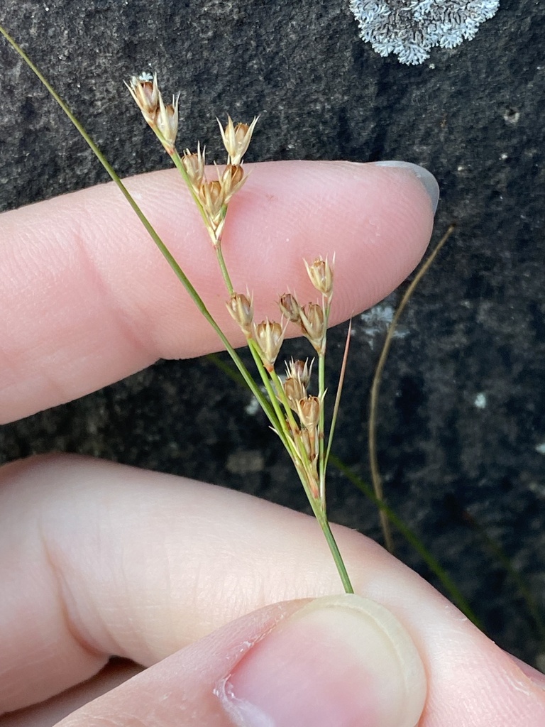 Slender Path Rush from Blakeslee, PA, US on November 11, 2023 at 03:52 ...