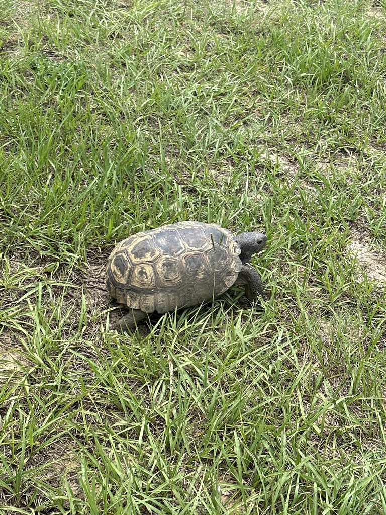 Gopher Tortoise in September 2023 by Alia Heidelberg · iNaturalist