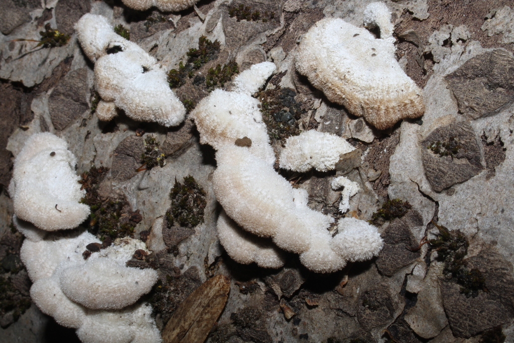 splitgill mushroom from Bundaleer North SA 5491, Australia on August 27 ...