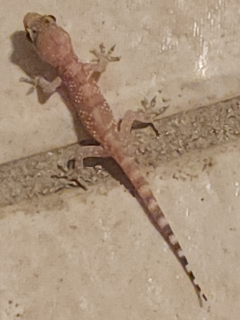Mediterranean House Gecko from Las Vegas, NV 89119, USA on November 11 ...