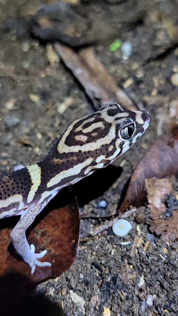 Yucatán Banded Gecko from MAYA SUNSET WORKSHOP on November 11, 2023 at ...