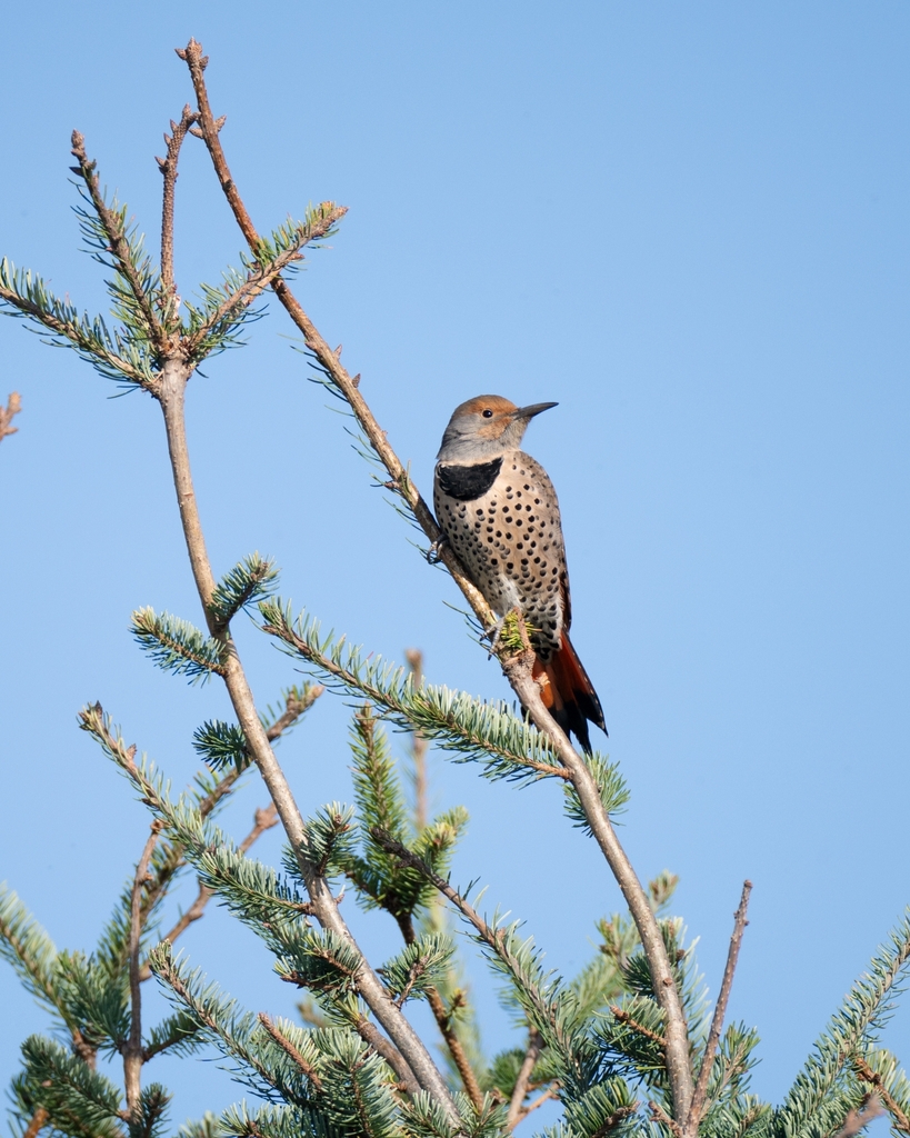 Northern Flicker from Friday Harbor, WA 98250, USA on October 26, 2023 ...