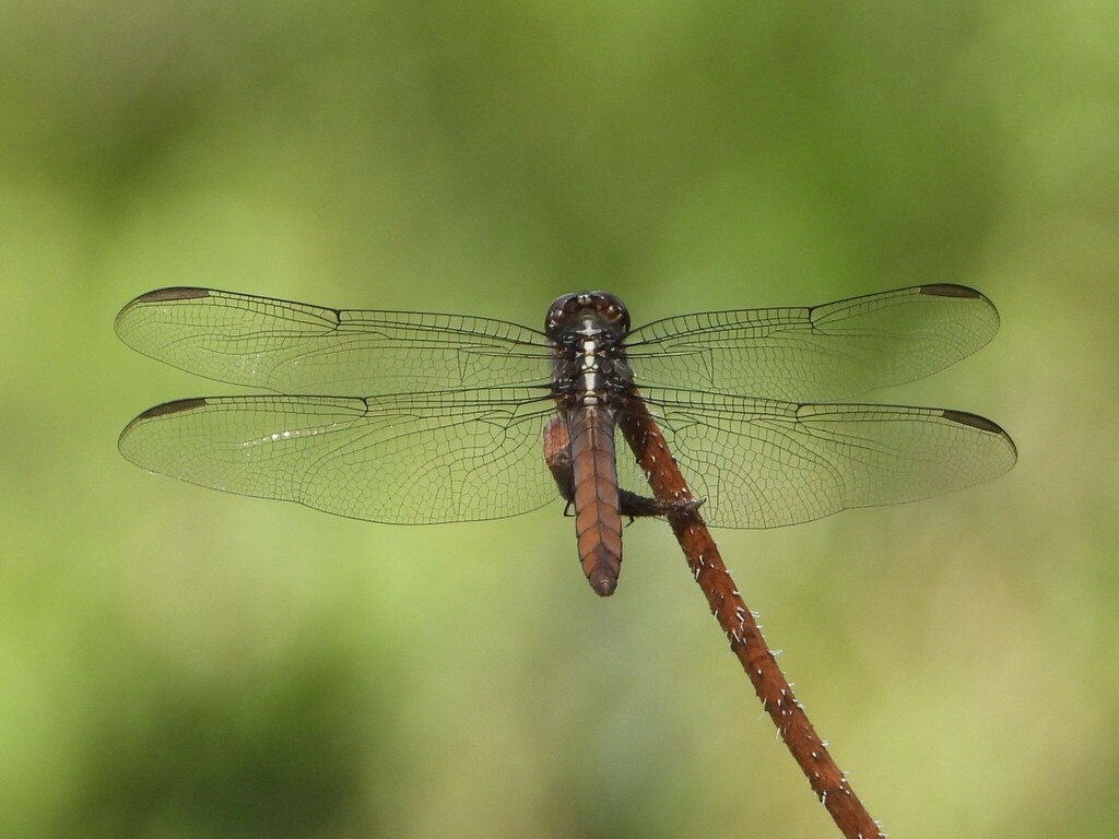 Tropical King Skimmers from Circle C Ranch, Austin, TX, USA on October ...