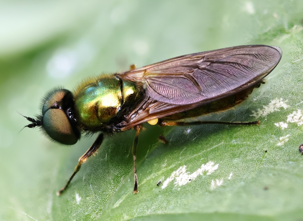 Broad Centurion Fly from Brabrand, 8220 Brabrand, Danmark on July 13 ...