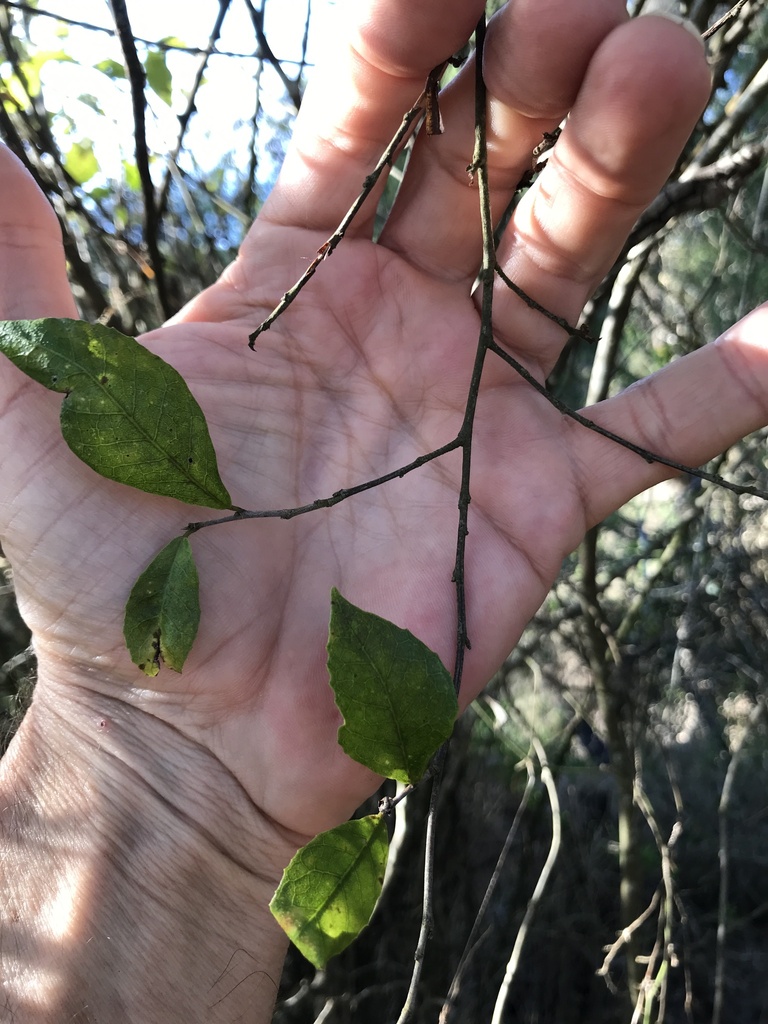 whalebone tree from Woolshed Creek Rd, Tallegalla, QLD, AU on November ...