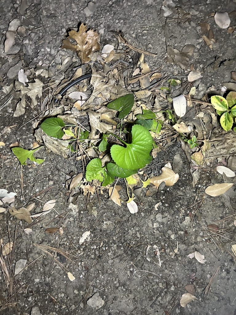 dicots from San Bernardino National Forest, Pine Cove, CA, US on ...
