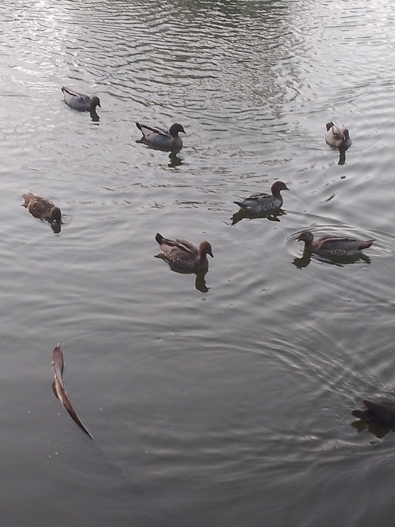 Australian Wood Duck from Bundaberg North QLD 4670, Australia on ...