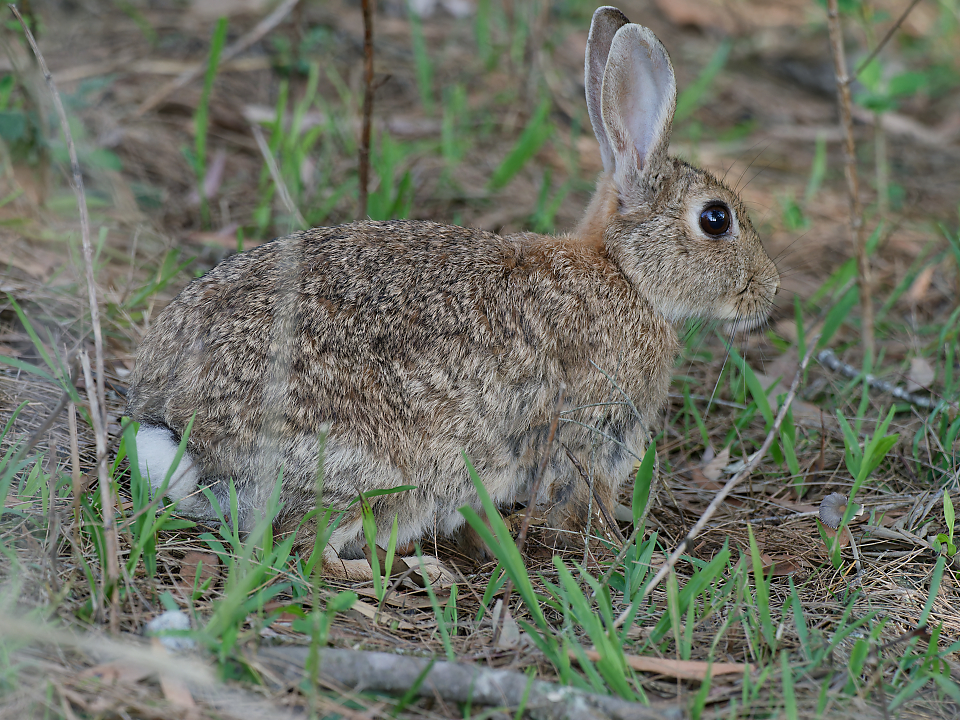 European Rabbit from Maitland NSW, Australia on November 12, 2023 at 08 ...