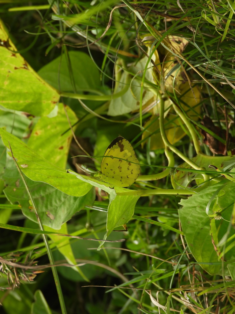 Three-spotted Grass Yellow from Dattagalli 3rd Stage, Mysuru, Karnataka ...