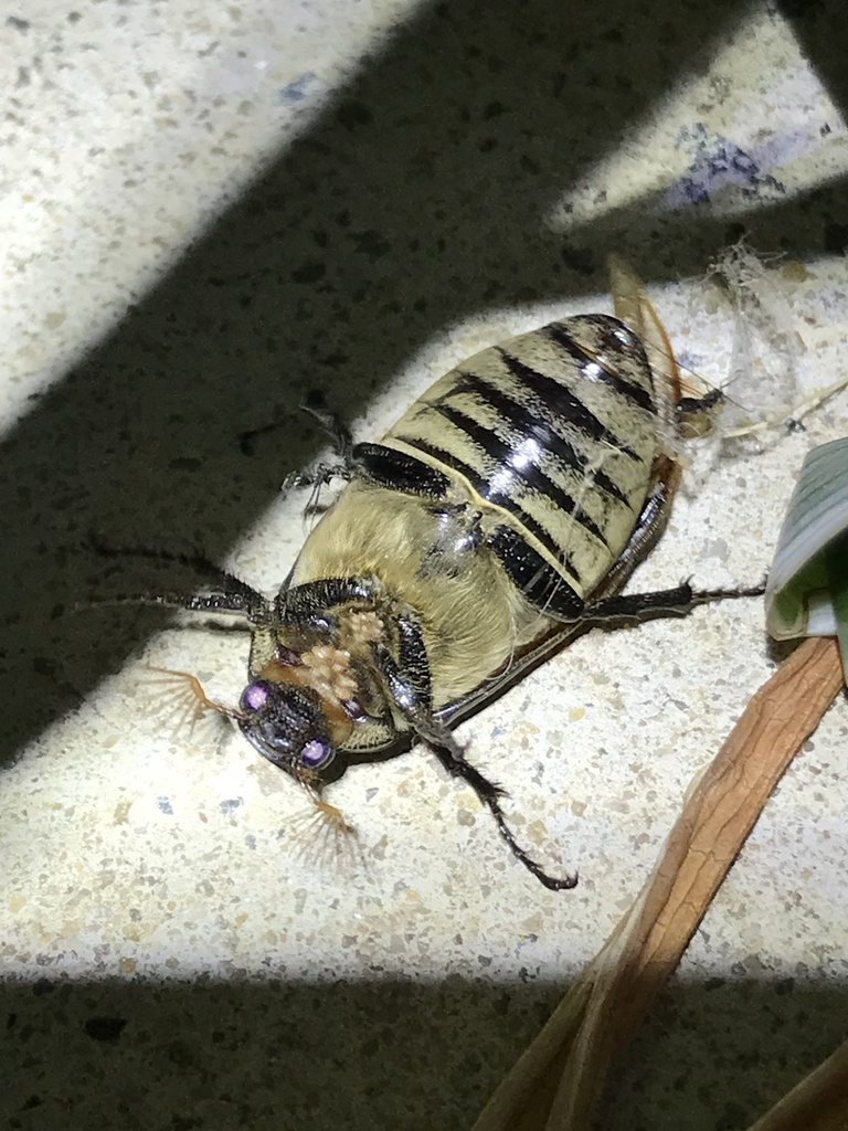 June Beetles from Tallegalla, QLD, AU on November 12, 2023 at 07:53 PM ...