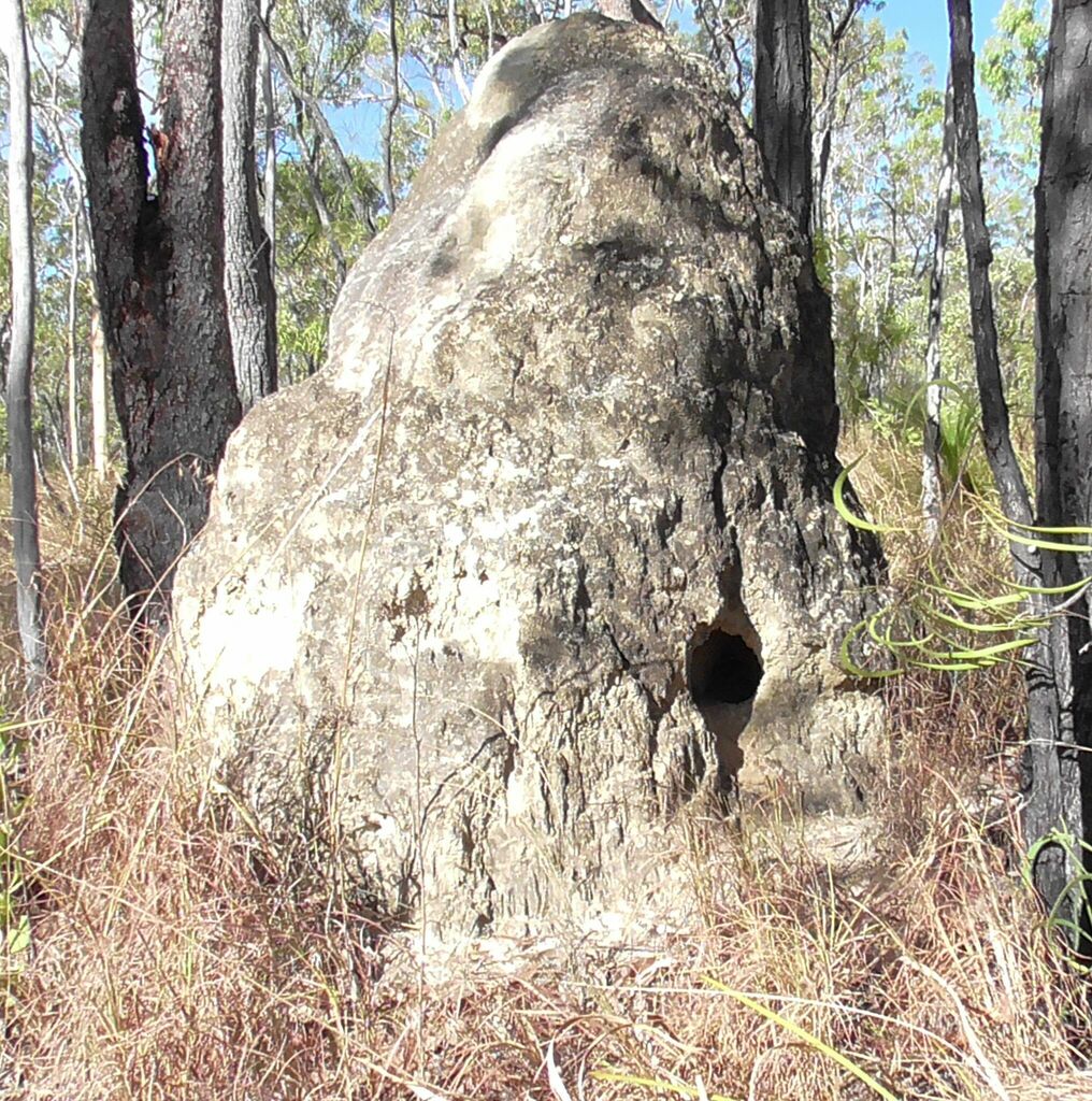 Termites from Watsonville QLD 4887, Australia on November 12, 2023 at ...