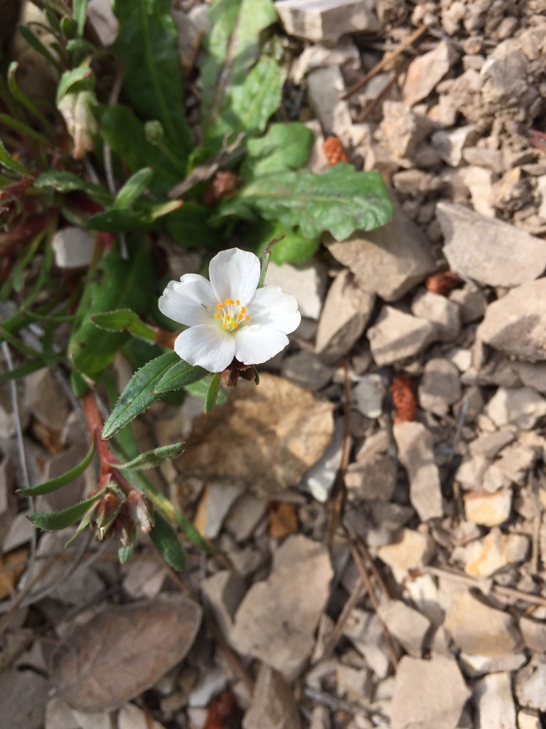 redmaids from 5419 Heavenly Ridge Ln, Richmond, CA, US on March 24 ...