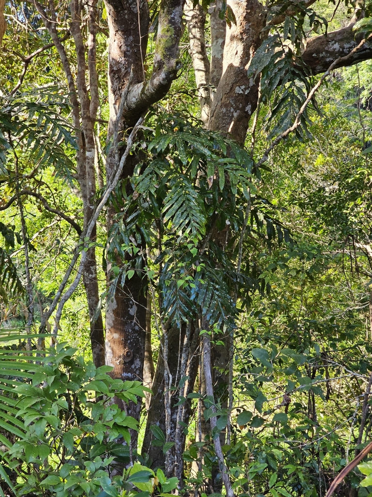 Red Bopple Nut from Tallebudgera Valley QLD 4228, Australia on November ...