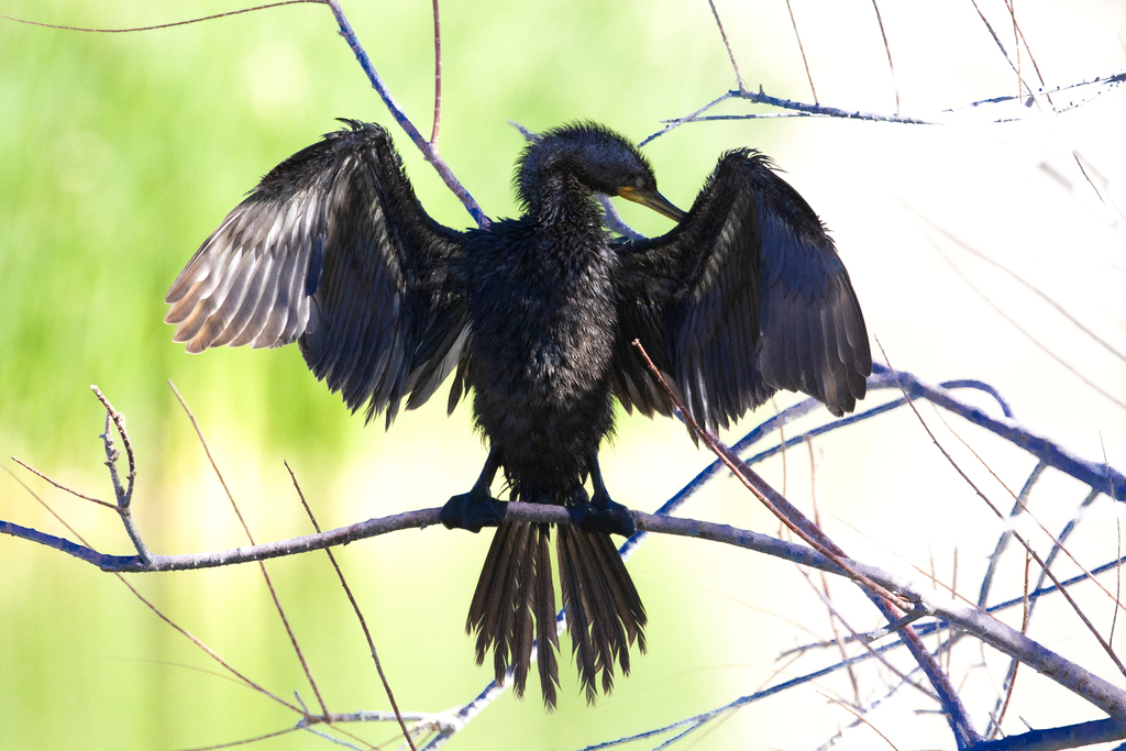 Neotropic Cormorant from Gilbert Water Ranch, Gilbert, AZ, USA on ...